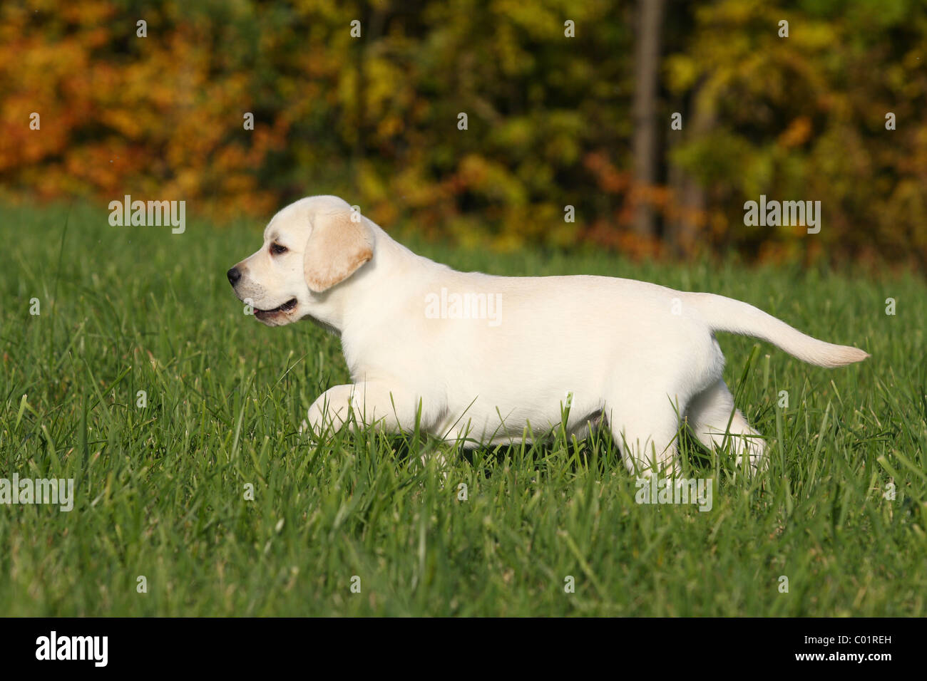 blonde Labrador Retriever Stock Photo - Alamy