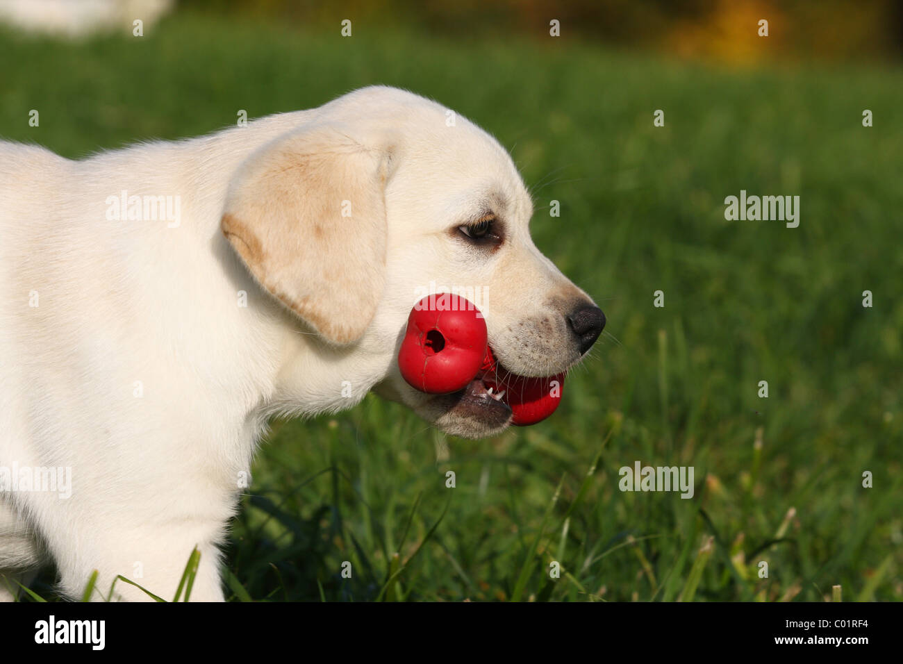blonde Labrador Retriever Stock Photo - Alamy