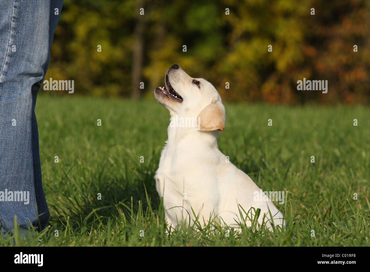 blonde Labrador Retriever Stock Photo - Alamy