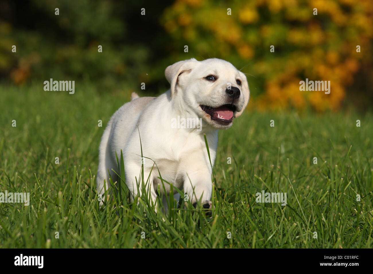 Yellow labrador retriever puppy running hi-res stock photography and ...
