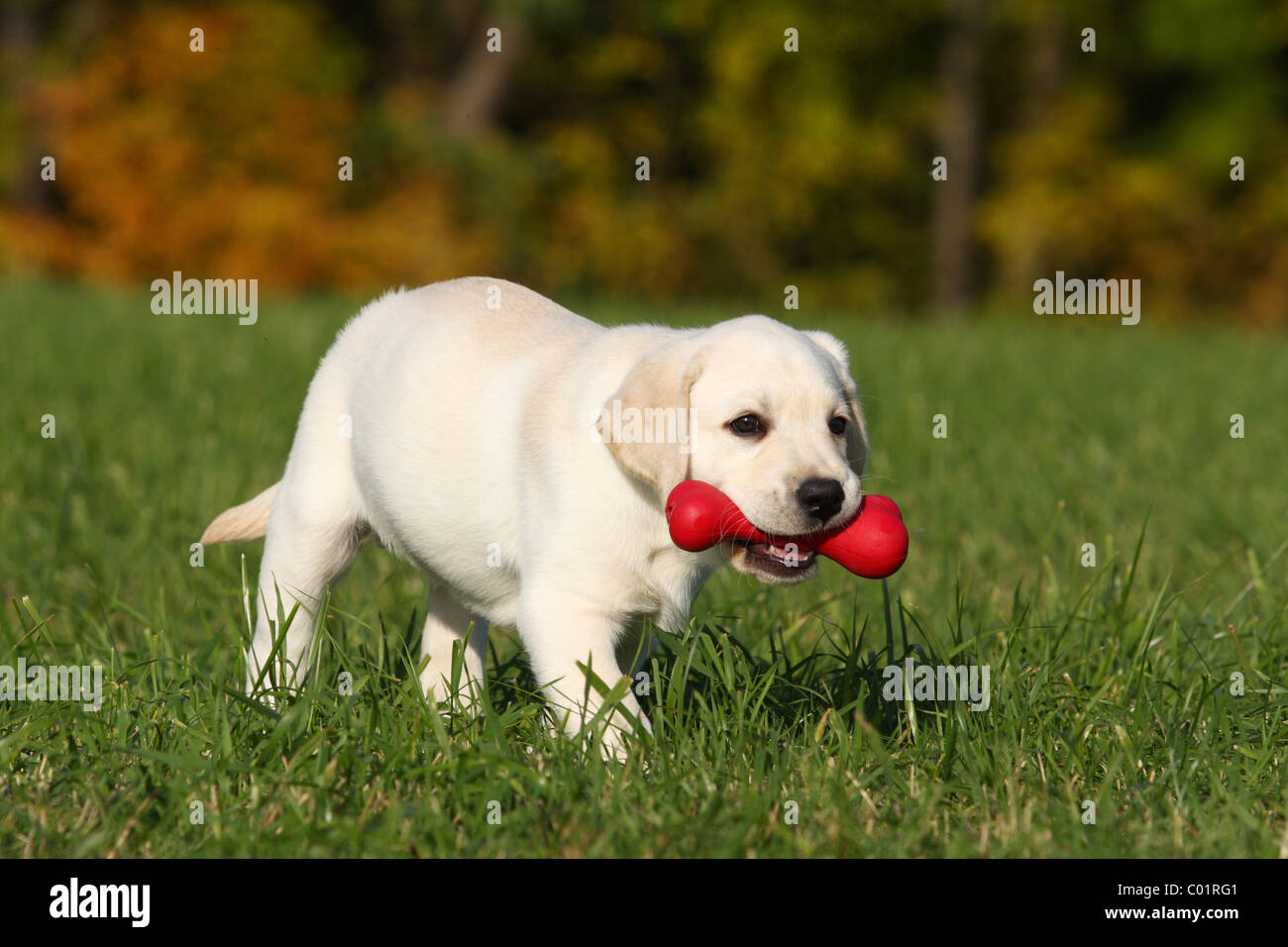 blonde Labrador Retriever Stock Photo - Alamy