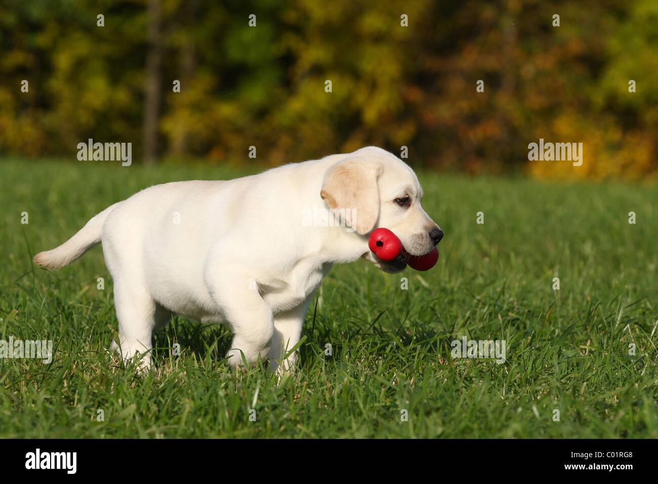 blonde Labrador Retriever Stock Photo - Alamy