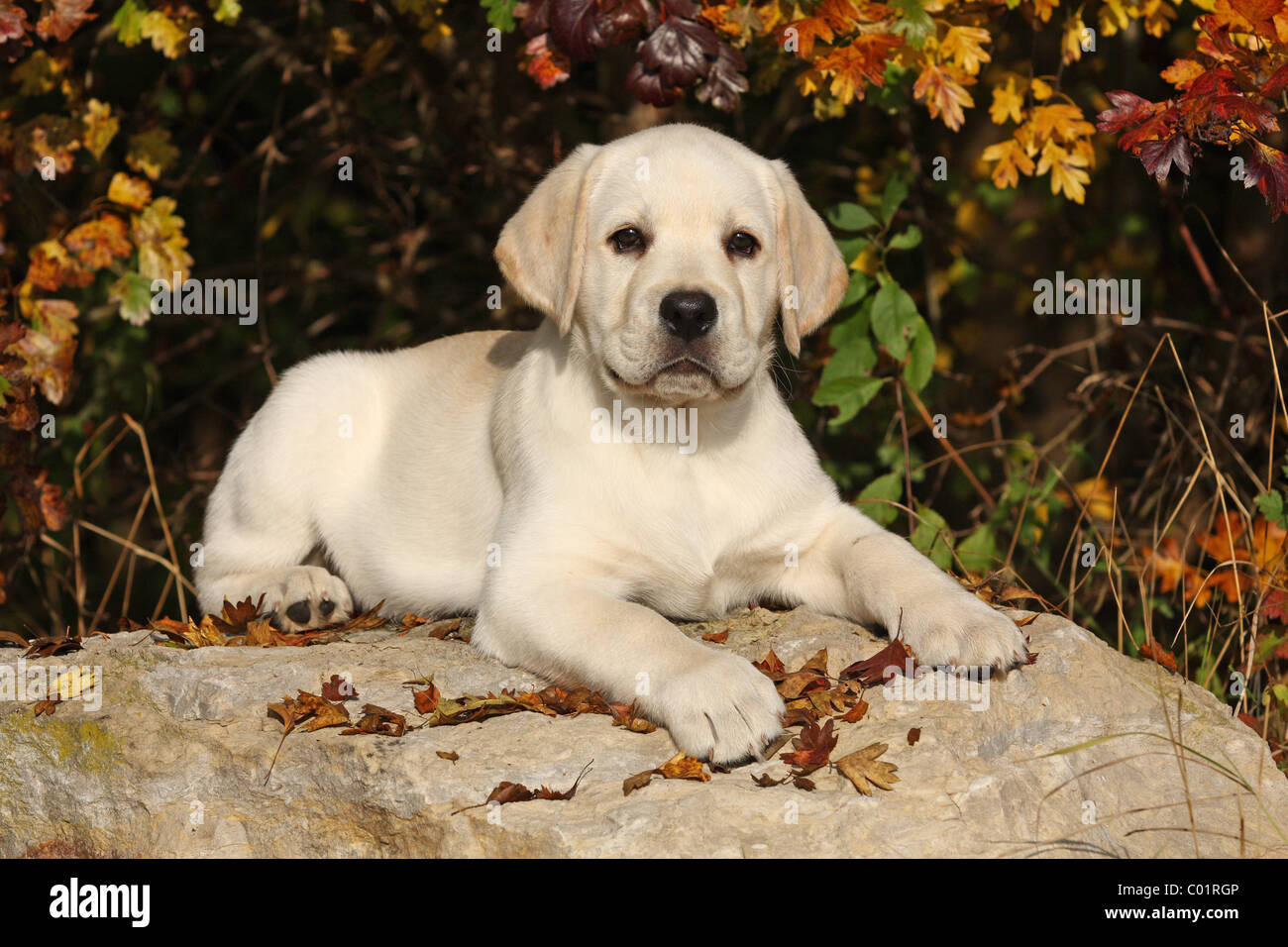 blonde Labrador Retriever Stock Photo - Alamy