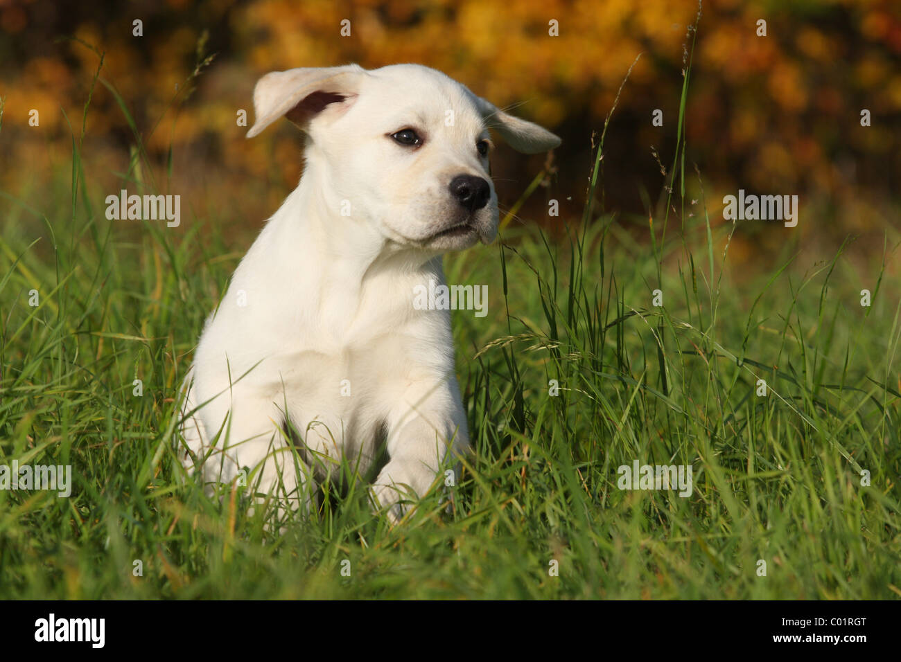 blonde Labrador Retriever Stock Photo - Alamy