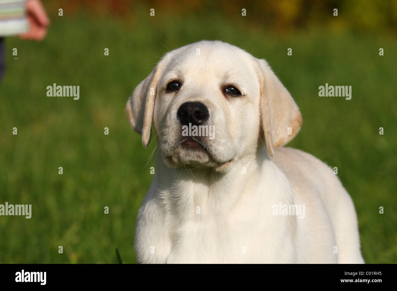 blonde Labrador Retriever Stock Photo - Alamy