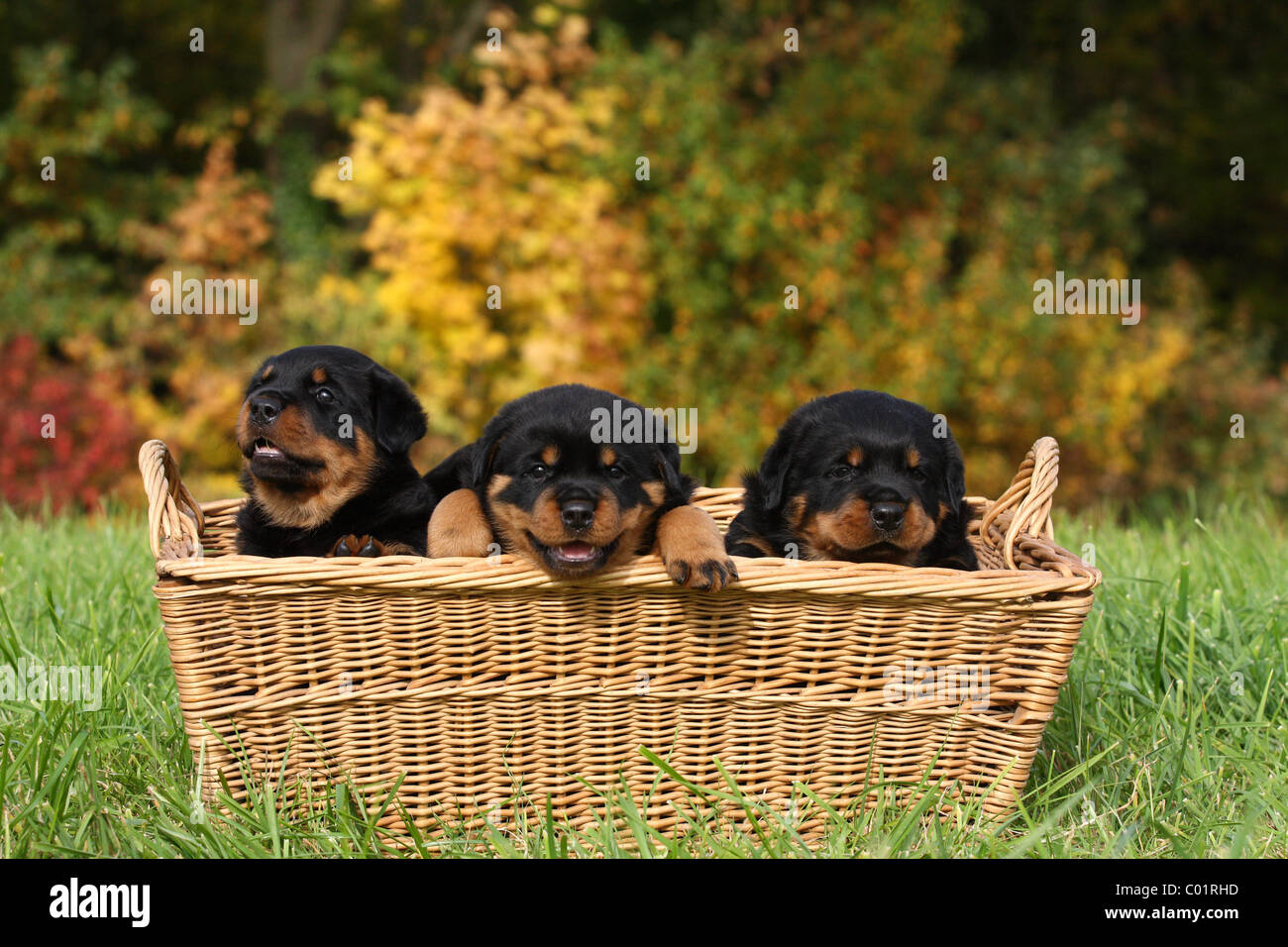 Three rottweiler dogs hi-res stock photography and images - Alamy
