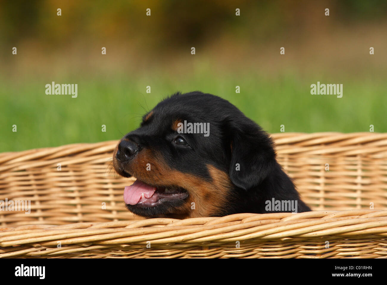 Rottweiler rottweilers puppy hi-res stock photography and images - Alamy