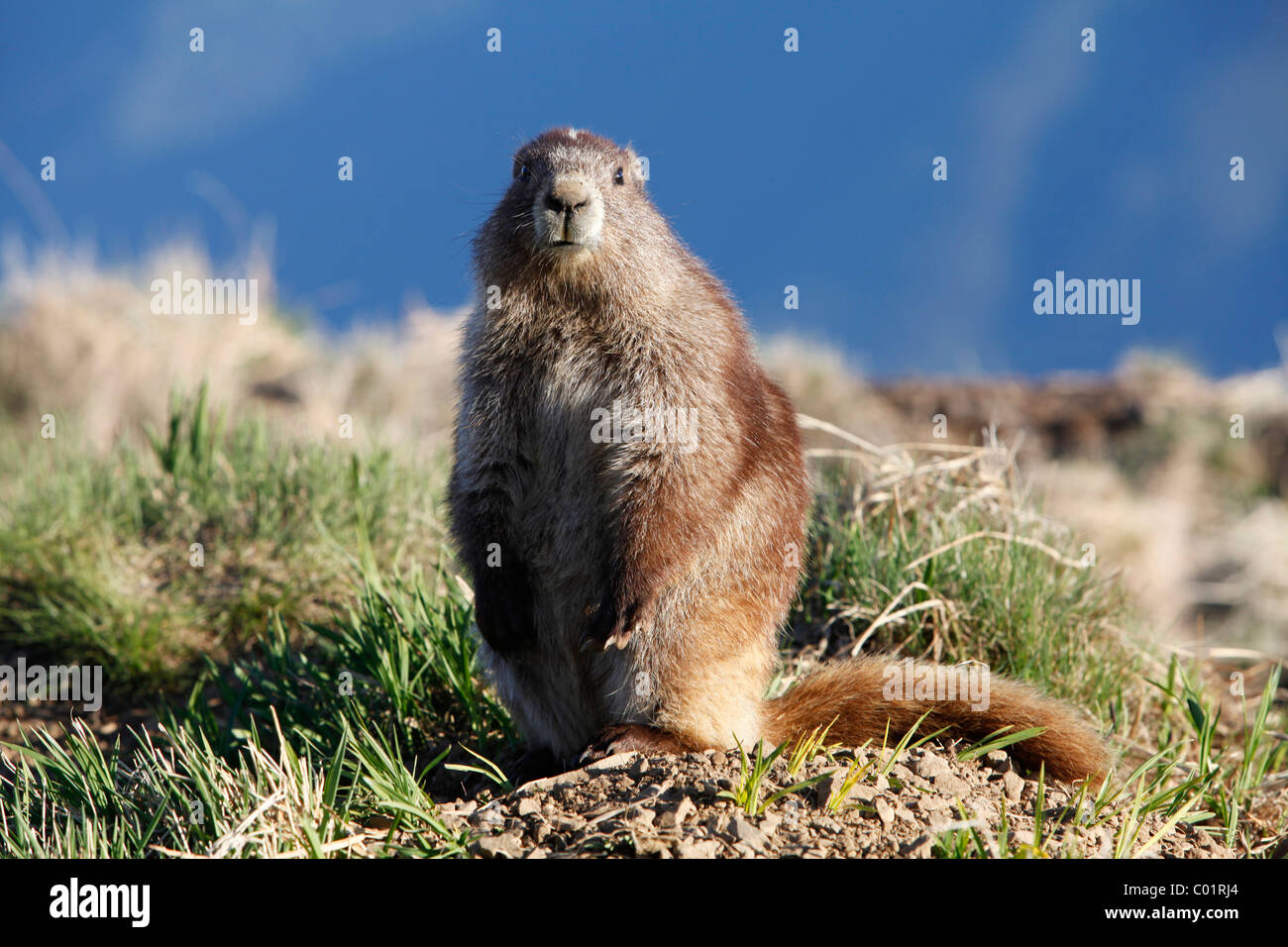 Olympic Marmot (Marmota olympus), endemic to the Olympic Peninsula, Washington, USA Stock Photo ...