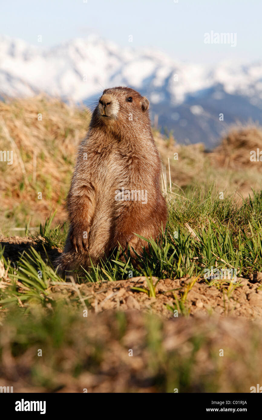 Olympic Marmot (Marmota olympus), endemic to the Olympic Peninsula, Washington, USA Stock Photo ...
