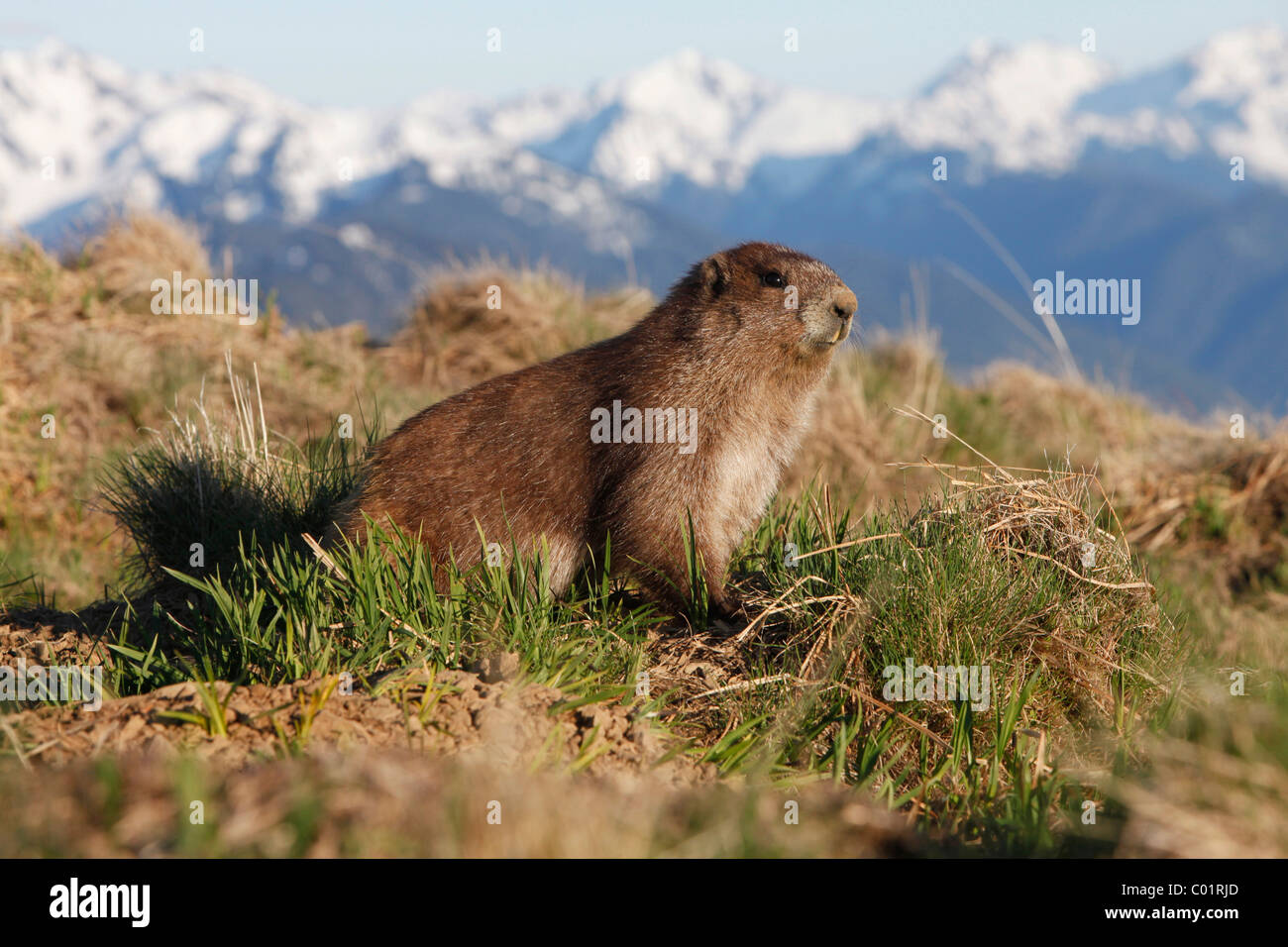 Olympic marmot hi-res stock photography and images - Alamy