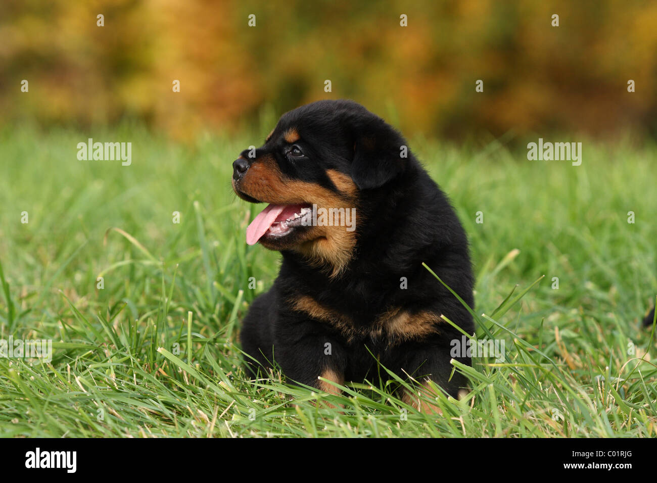 Rottweilers puppy hi-res stock photography and images - Alamy