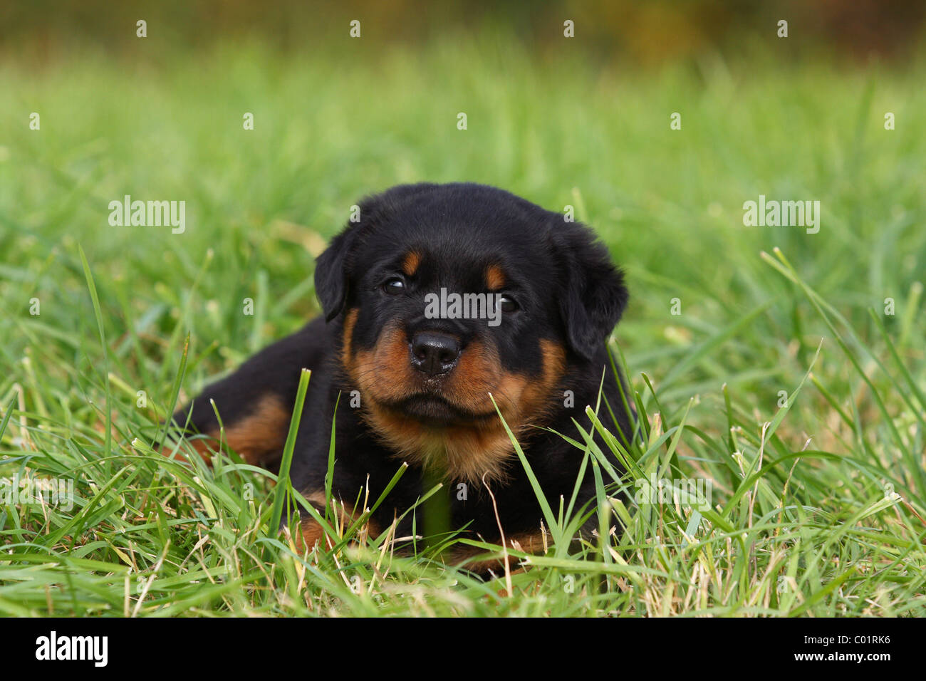 Rottweiler laying grass hi-res stock photography and images - Alamy
