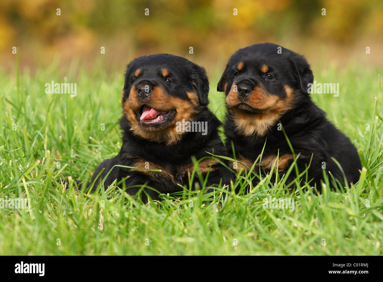 Rottweilers Two Dog Rottweiler High Resolution Stock Photography and ...