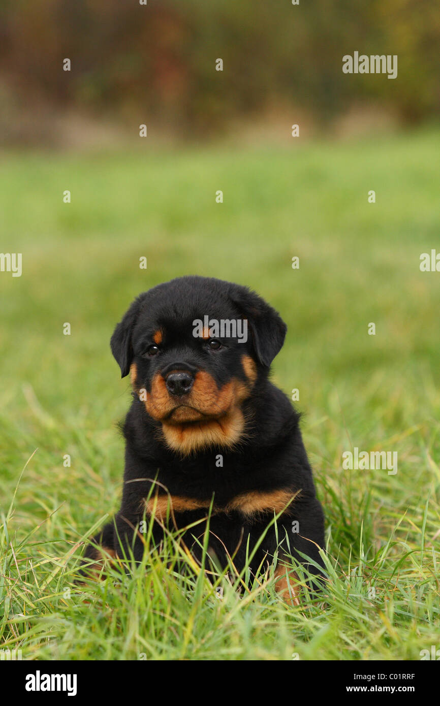 Rottweiler pasture hi-res stock photography and images - Alamy