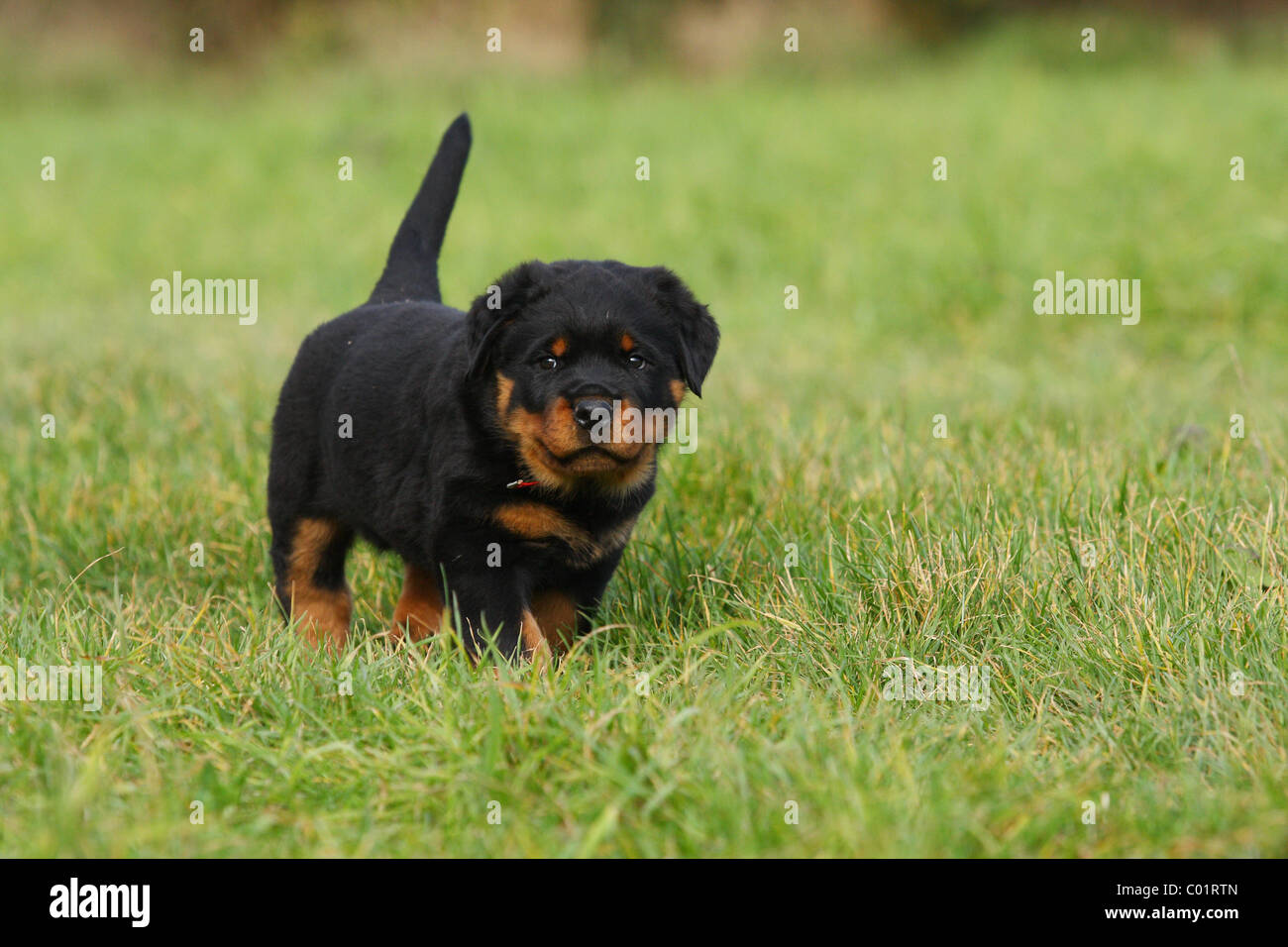 Rottweiler pasture hi-res stock photography and images - Alamy