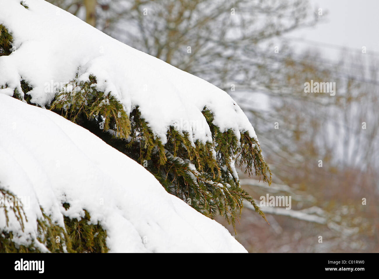 A snow covered tree branch Stock Photo - Alamy