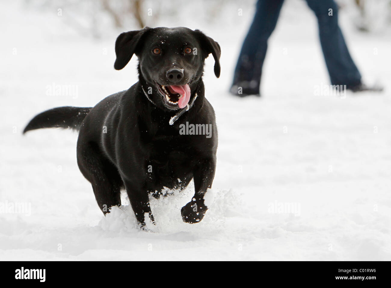 Black labrador running in the snow hi-res stock photography and images ...