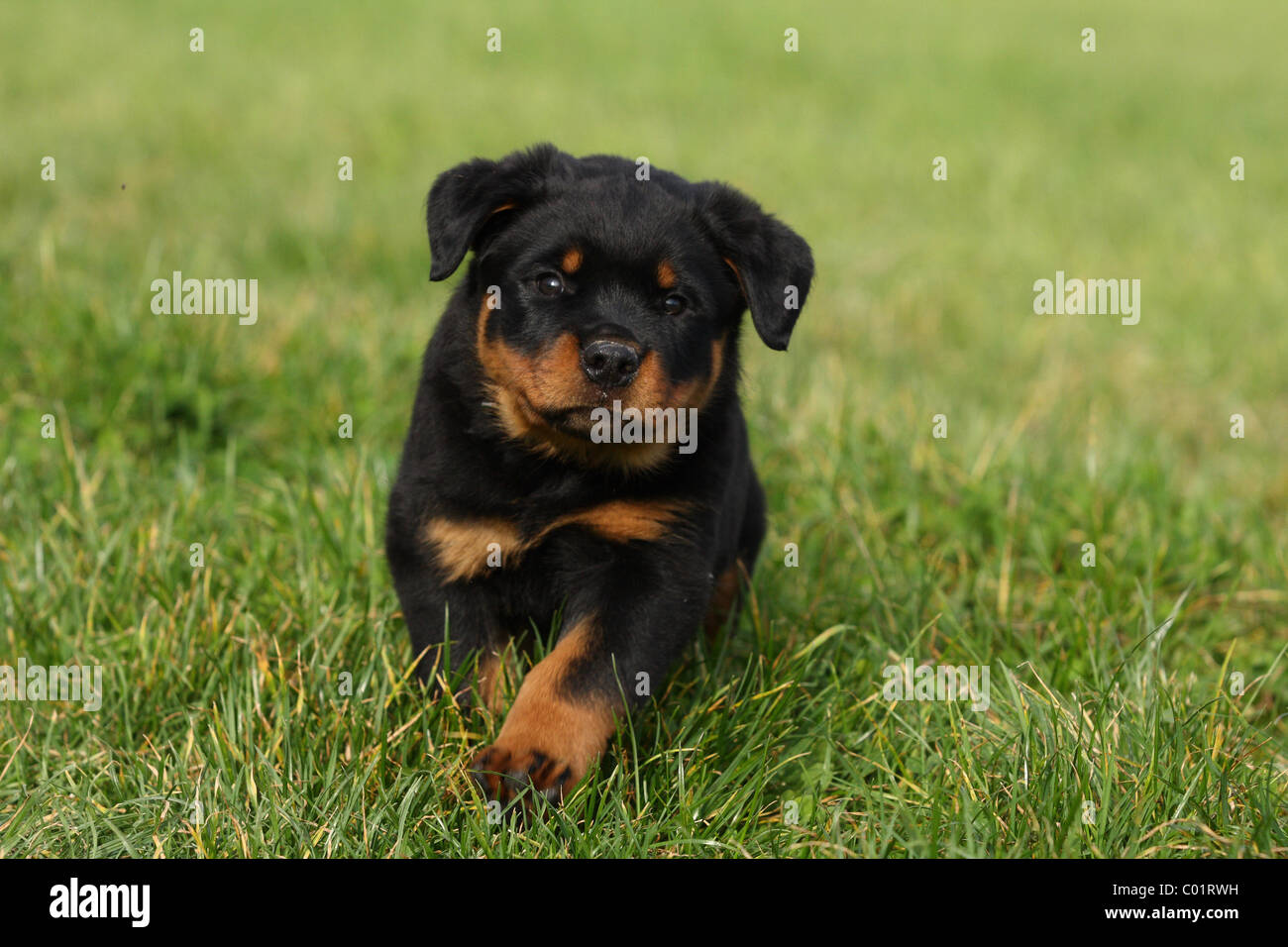 Running rottweiler puppy hi-res stock photography and images - Alamy
