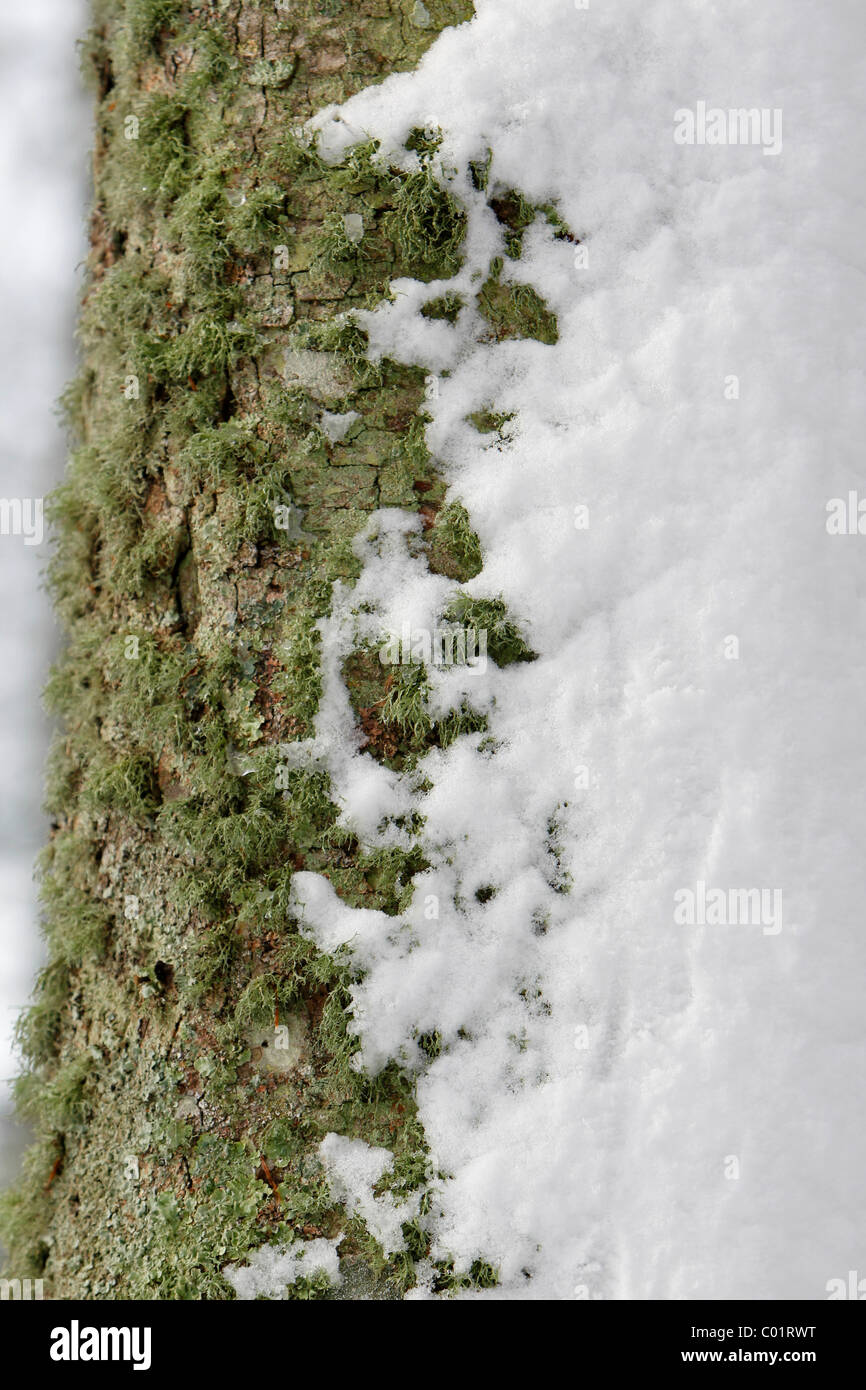 A snow covered tree trunk Stock Photo - Alamy