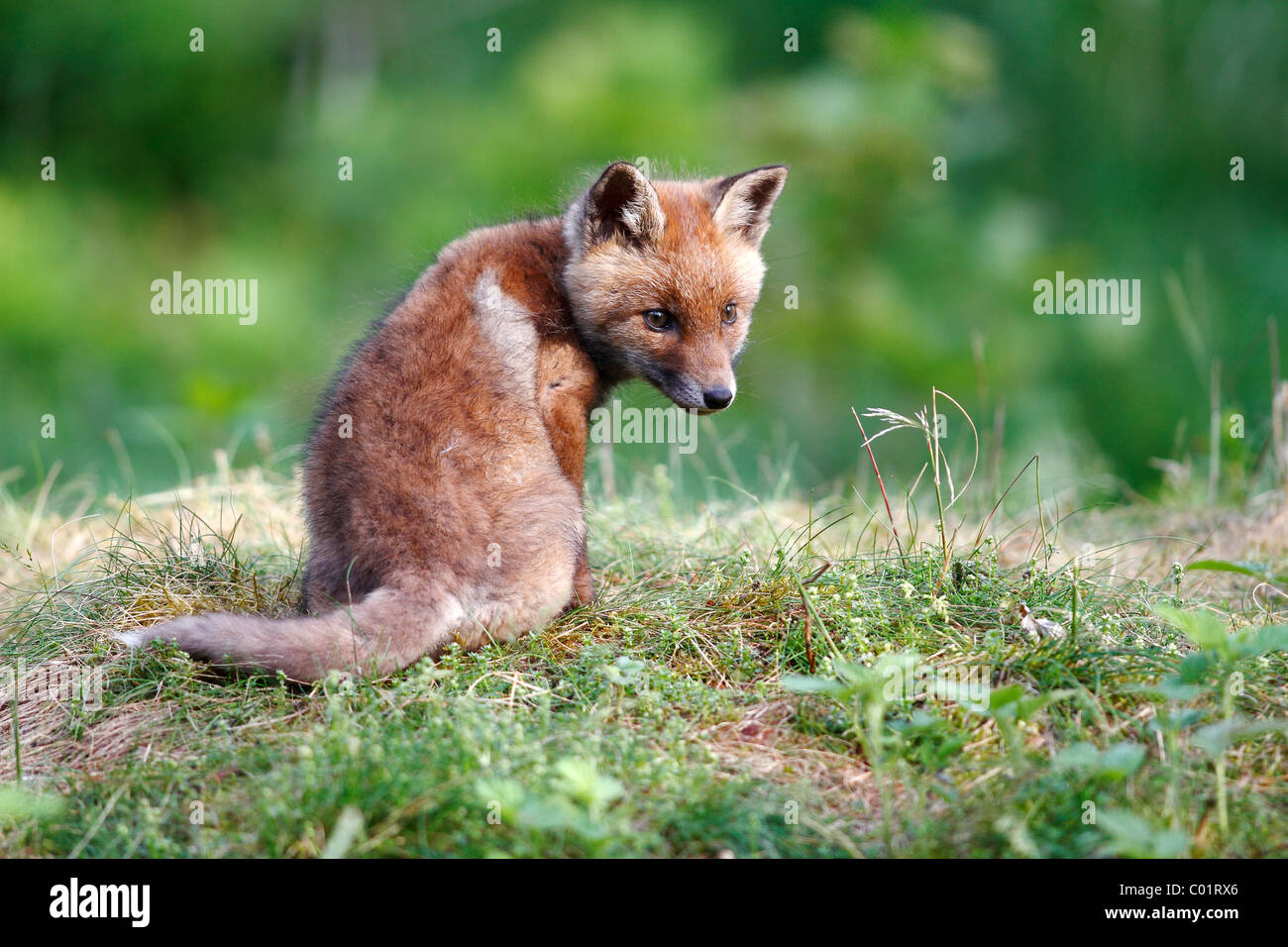 Fox cub sitting in hi-res stock photography and images - Alamy