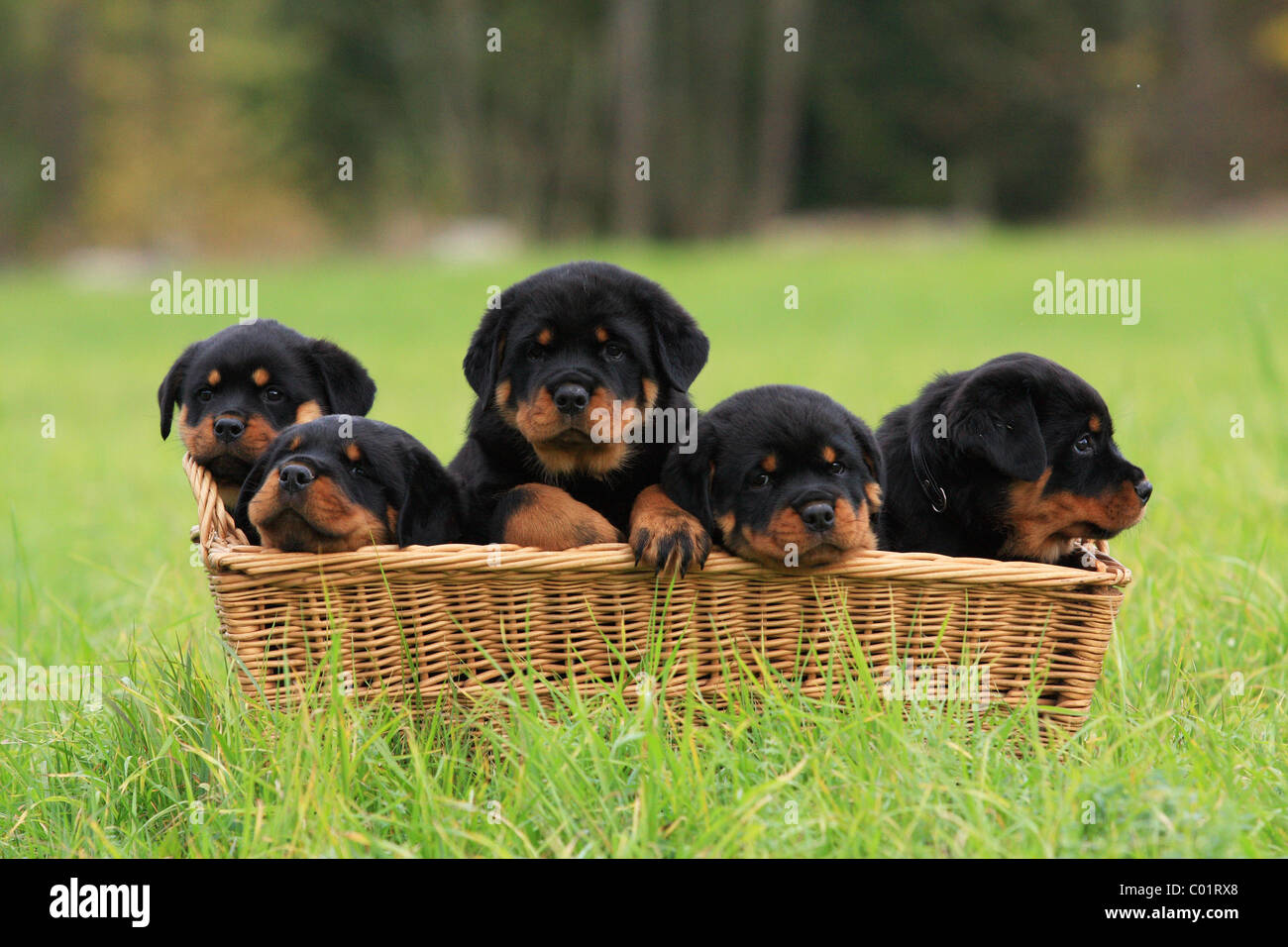 Rottweiler puppy hi-res stock photography and images - Alamy