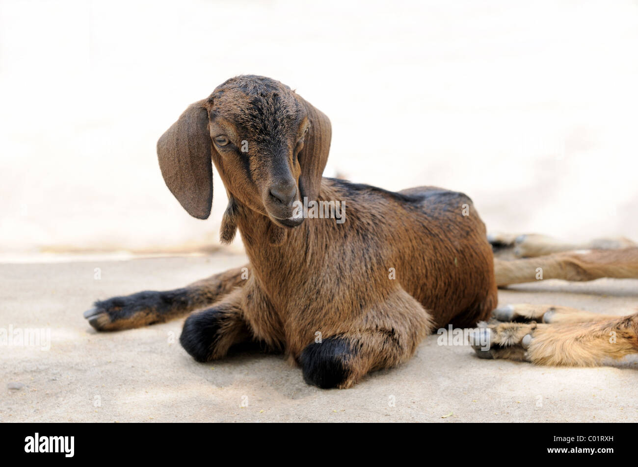 A young goat sitting on a rock Stock Photo - Alamy