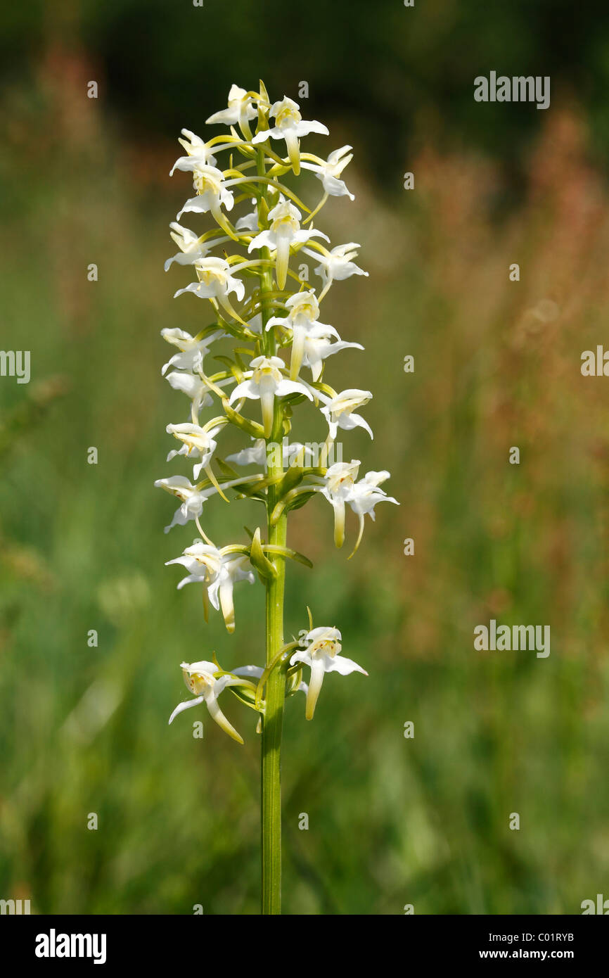 Greater Butterfly-orchid (Platanthera chlorantha), inflorescence Stock ...