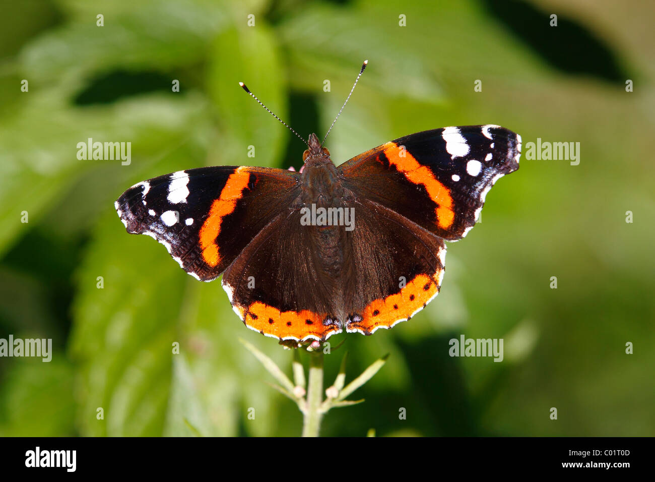Insects sunbathing hi-res stock photography and images - Alamy
