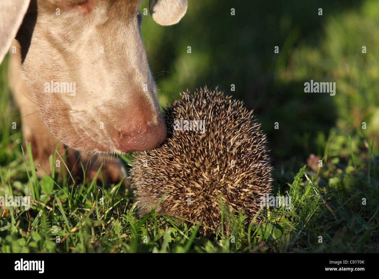 Weimaraner and hedgehog Stock Photo - Alamy