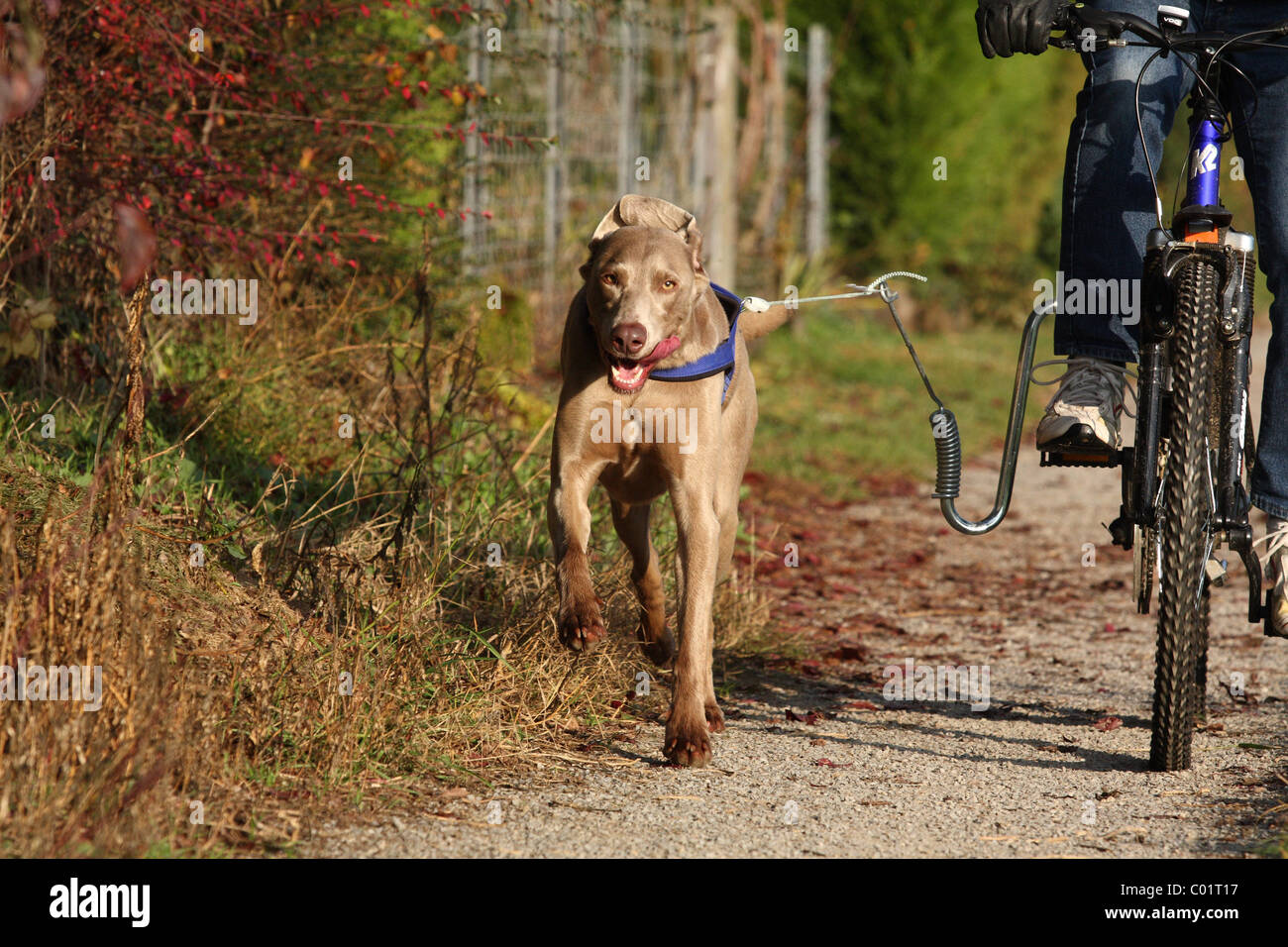 cycling with dog Stock Photo - Alamy