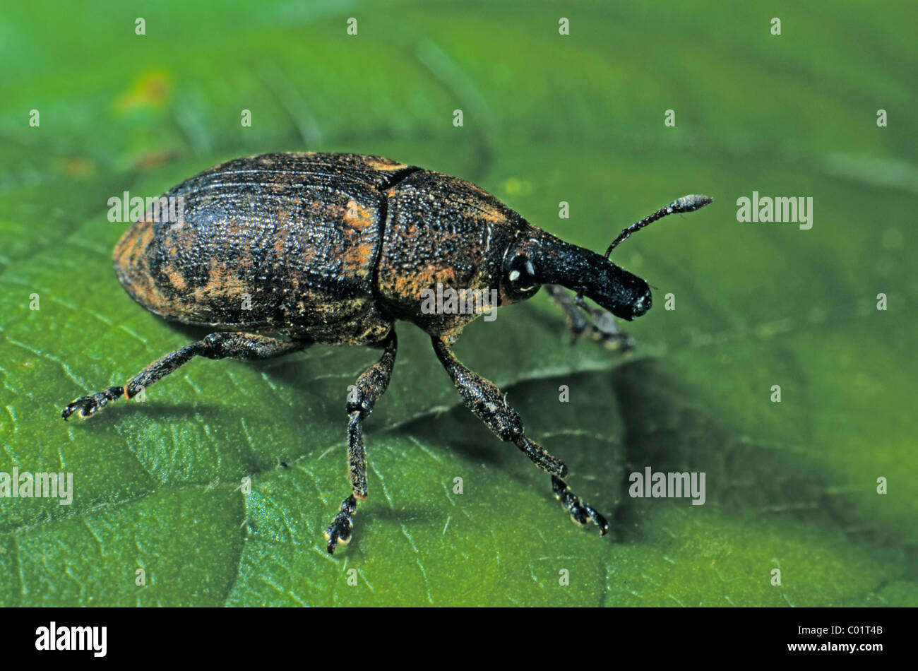 Clover Leaf Weevil (Hypera zoilus Stock Photo - Alamy