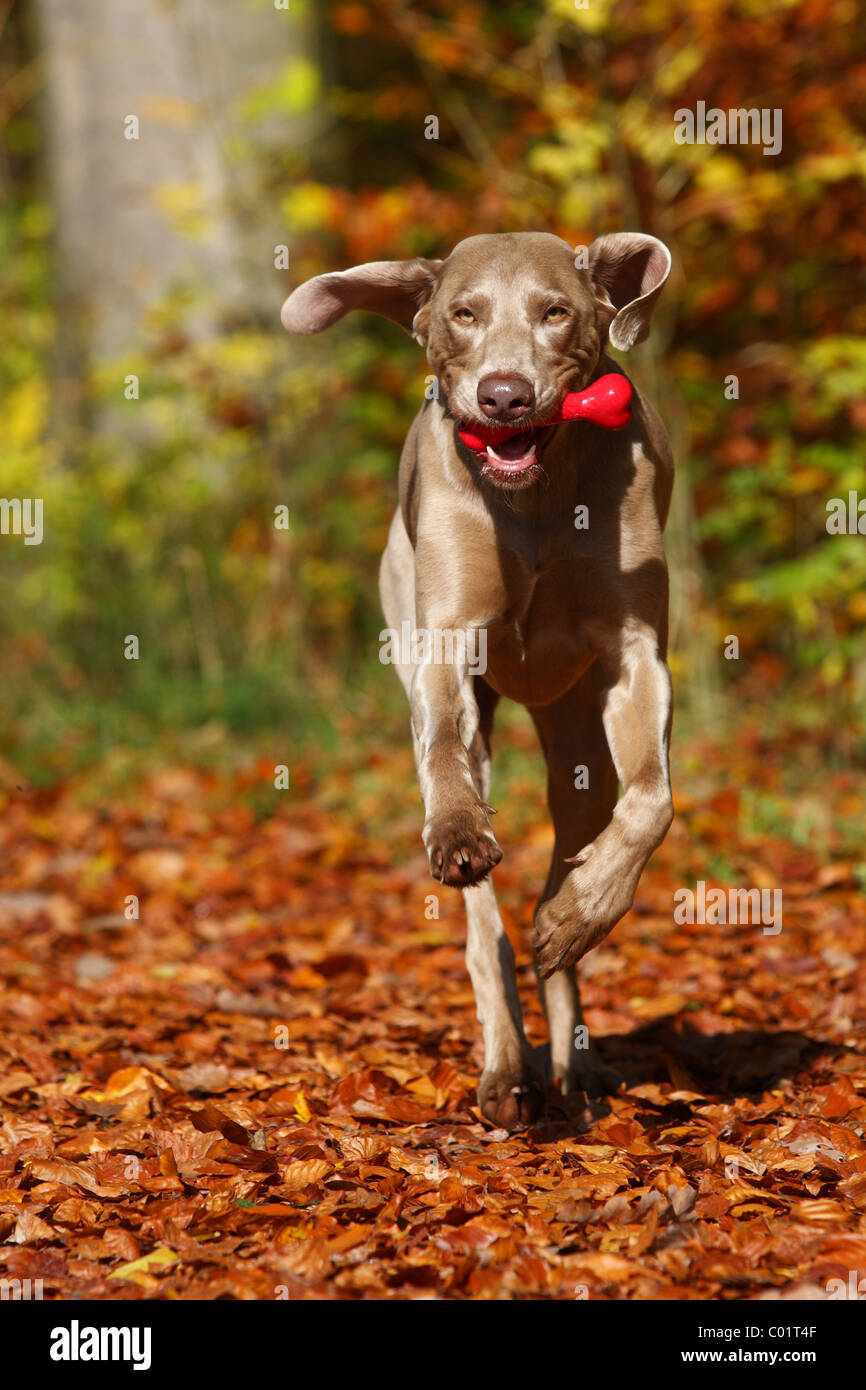 Dog running bone hi-res stock photography and images - Alamy