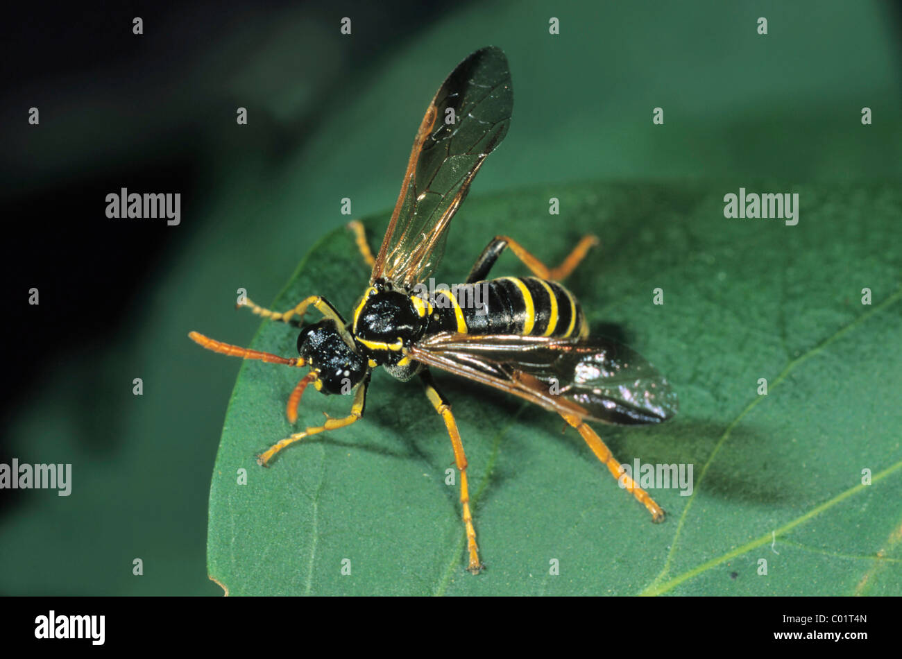 Allantus hi-res stock photography and images - Alamy