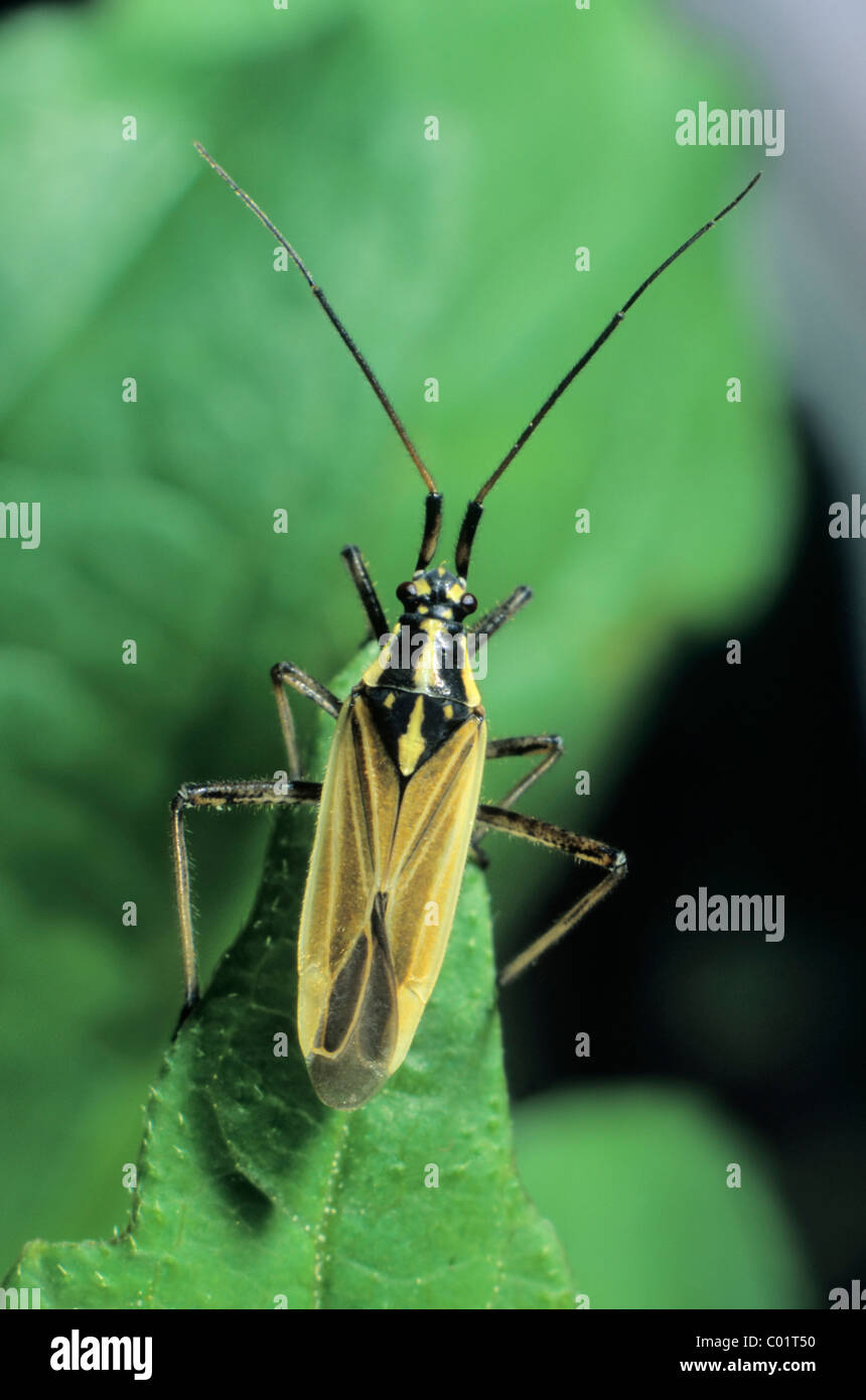 Plant bug hi-res stock photography and images - Alamy