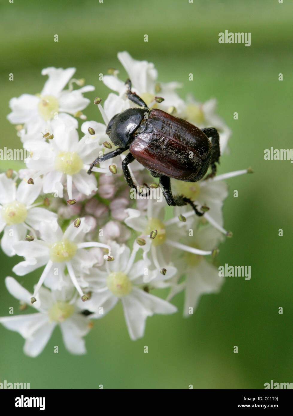 Welsh Chafer, Hoplia philanthus, Scarabaeidae, Coleoptera. Feeding on ...