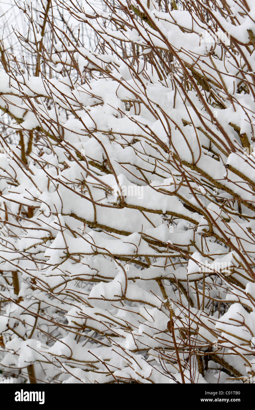 Snow covered trees Stock Photo - Alamy