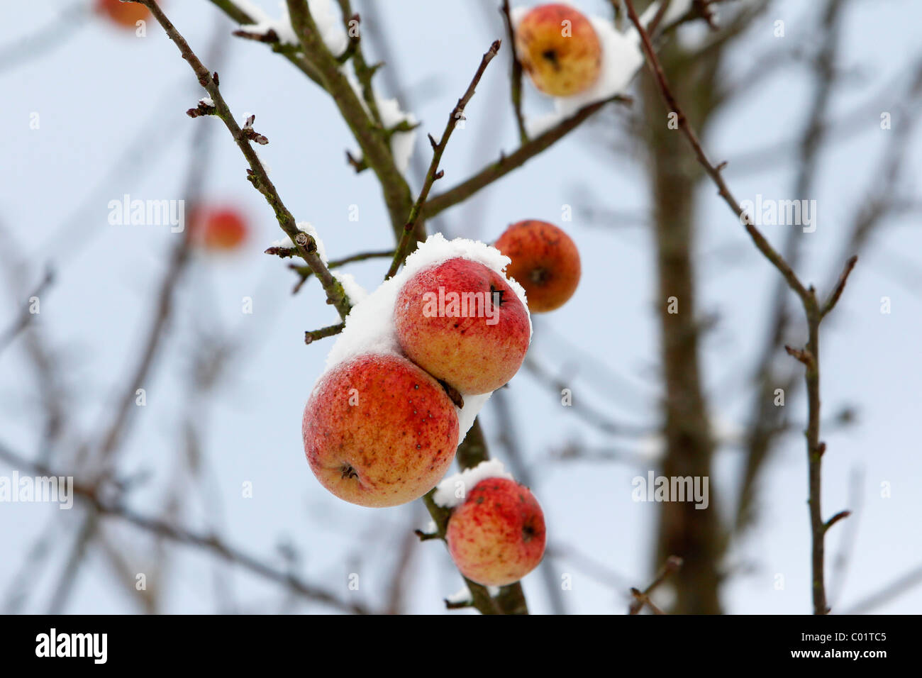 Snow covered apples on a tree Stock Photo - Alamy