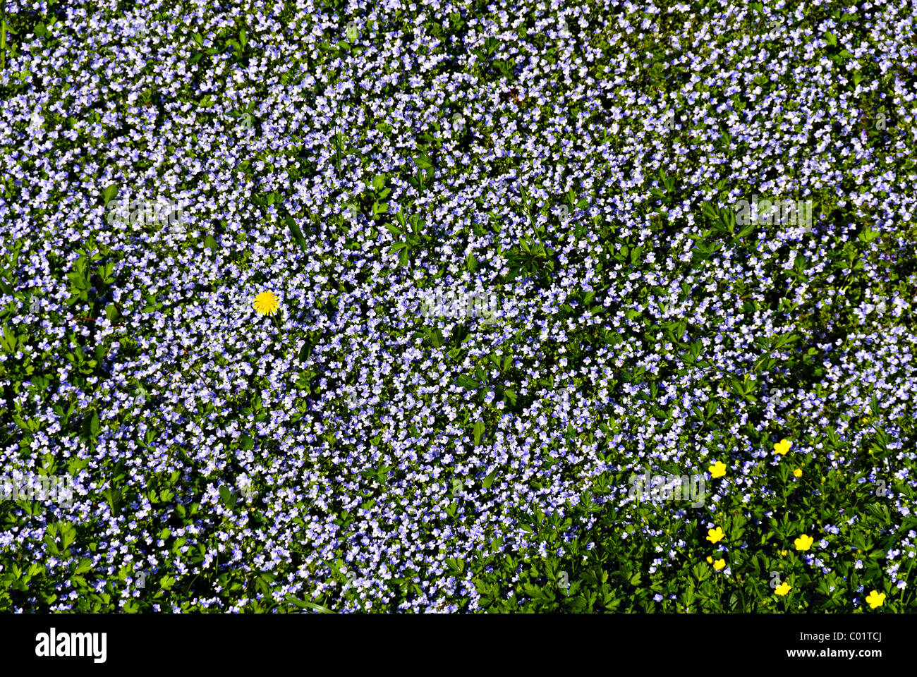 Meadow with Lilac and yellow flowers, view from above Stock Photo - Alamy