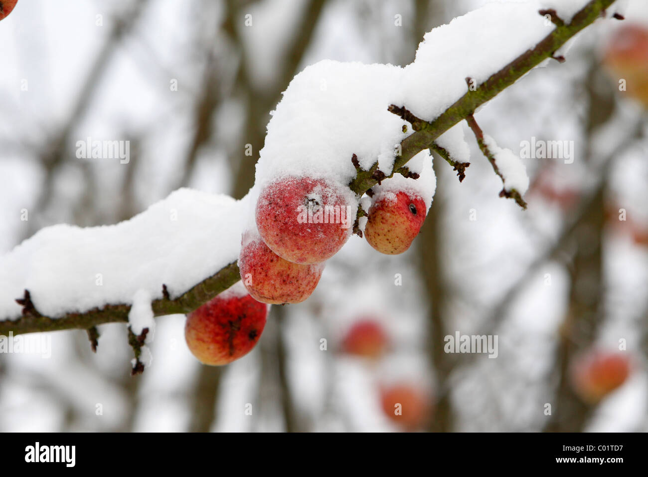 Fruit covered of snow hi-res stock photography and images - Alamy