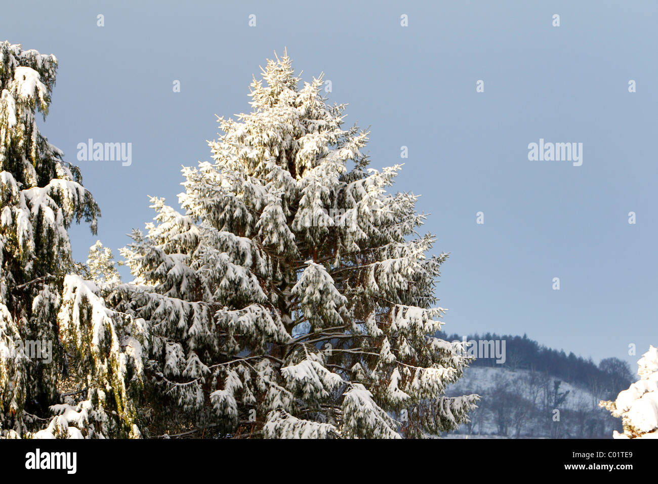 Snow covered trees Stock Photo - Alamy