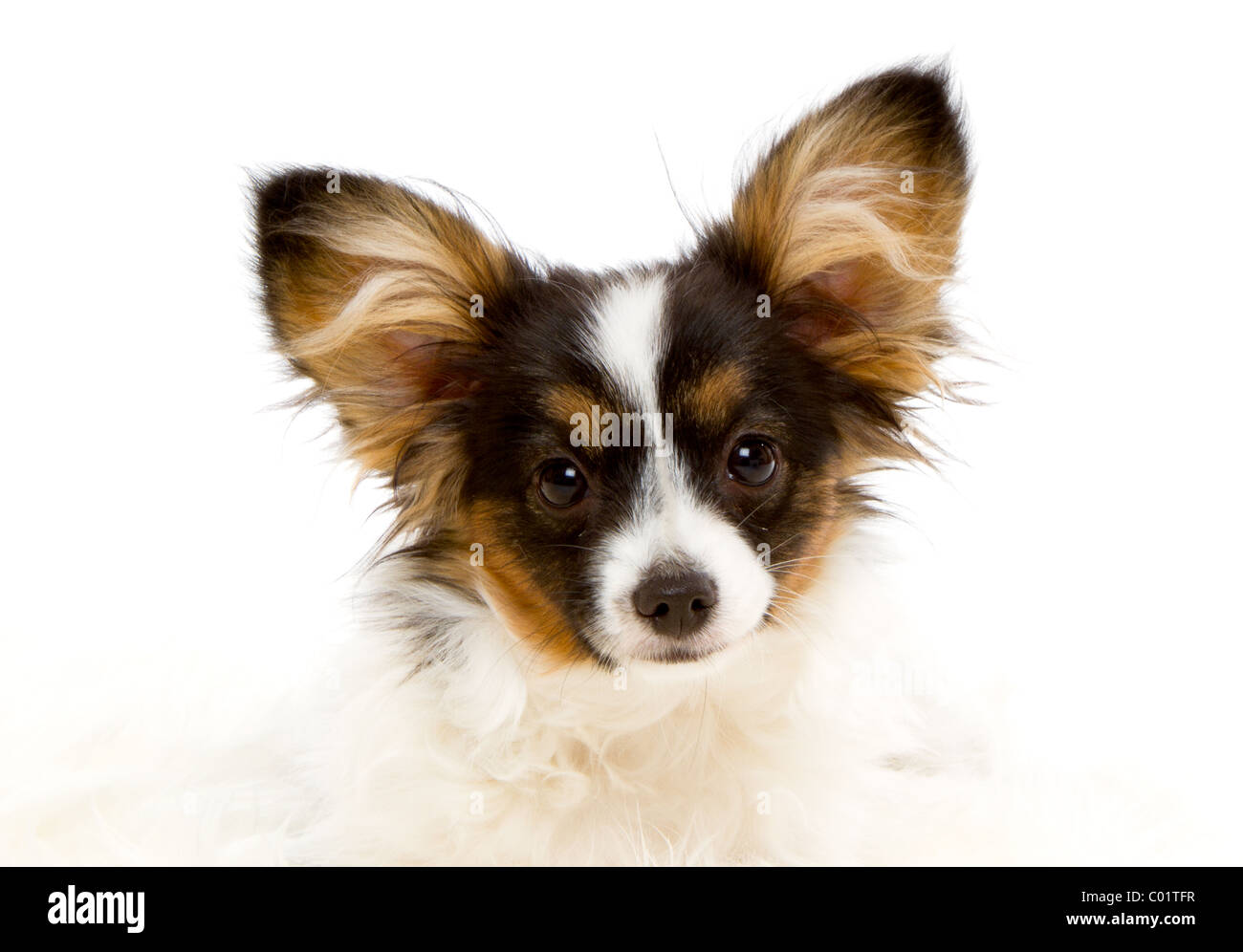 Papillons papillon hi-res stock photography and images - Alamy