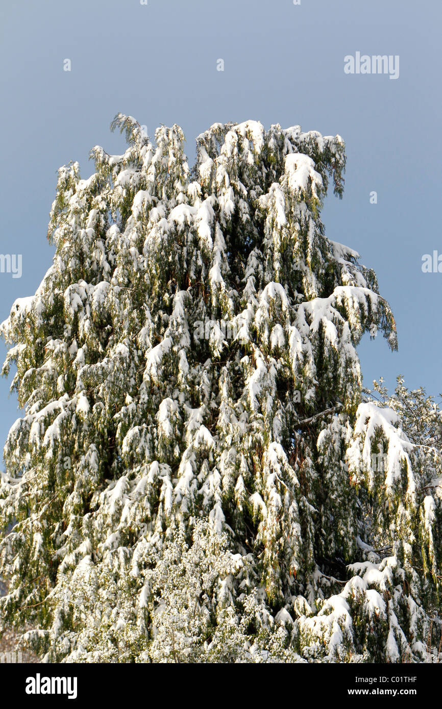 Snow covered trees Stock Photo - Alamy