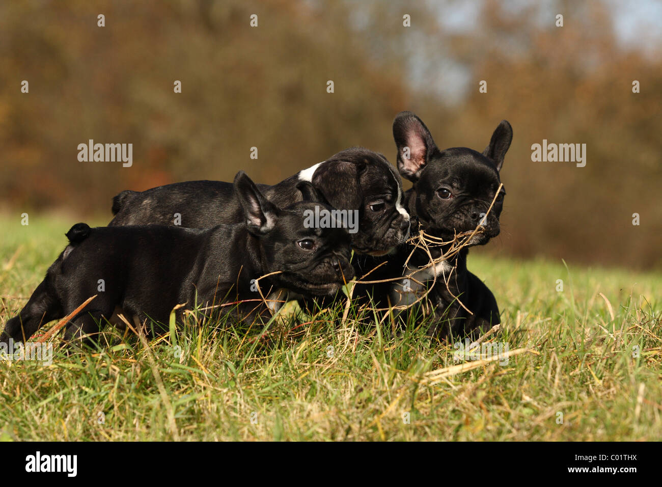 Bulldog playing fetch hi-res stock photography and images - Alamy