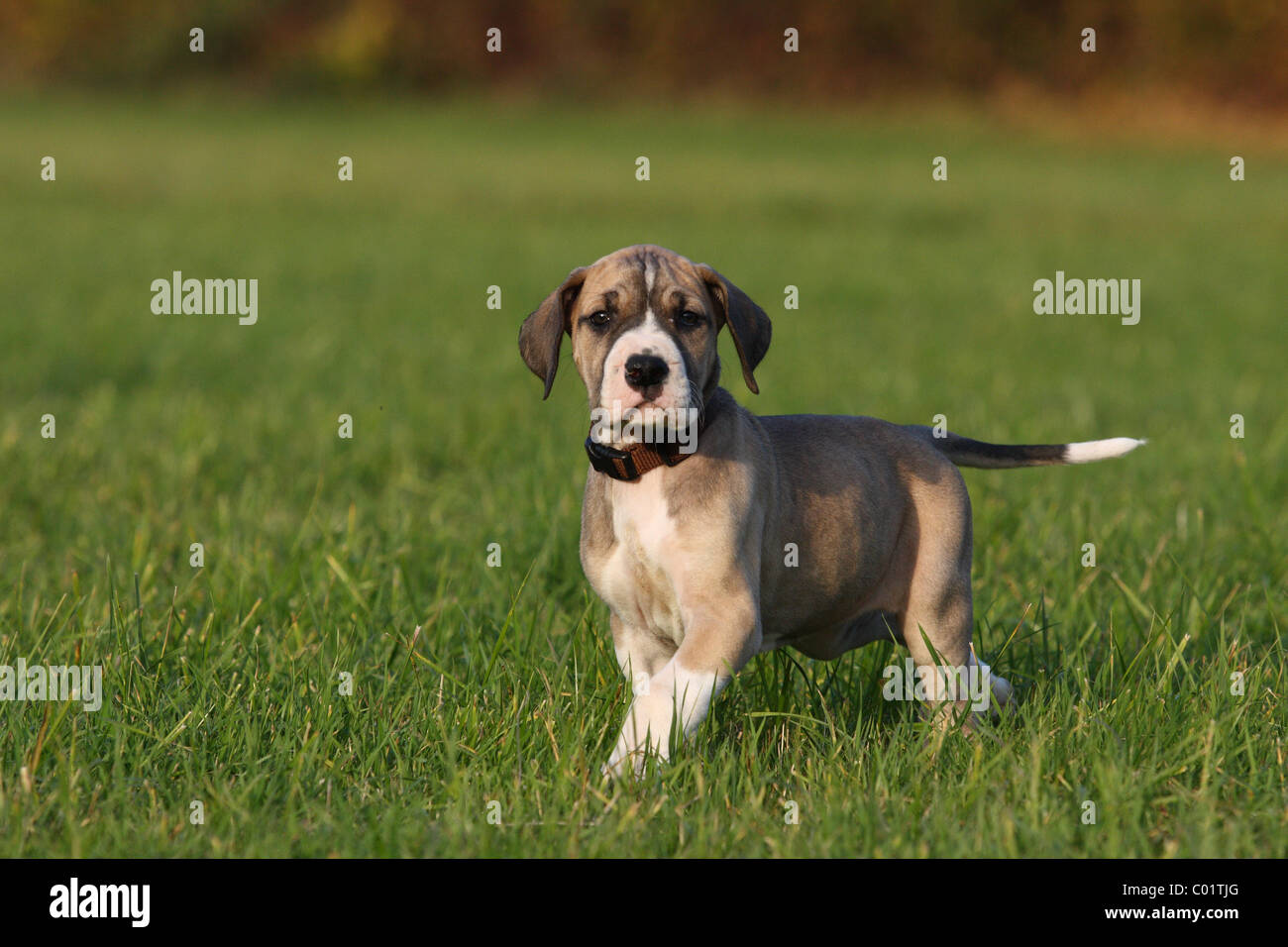 Great dane standing meadow hi-res stock photography and images - Alamy
