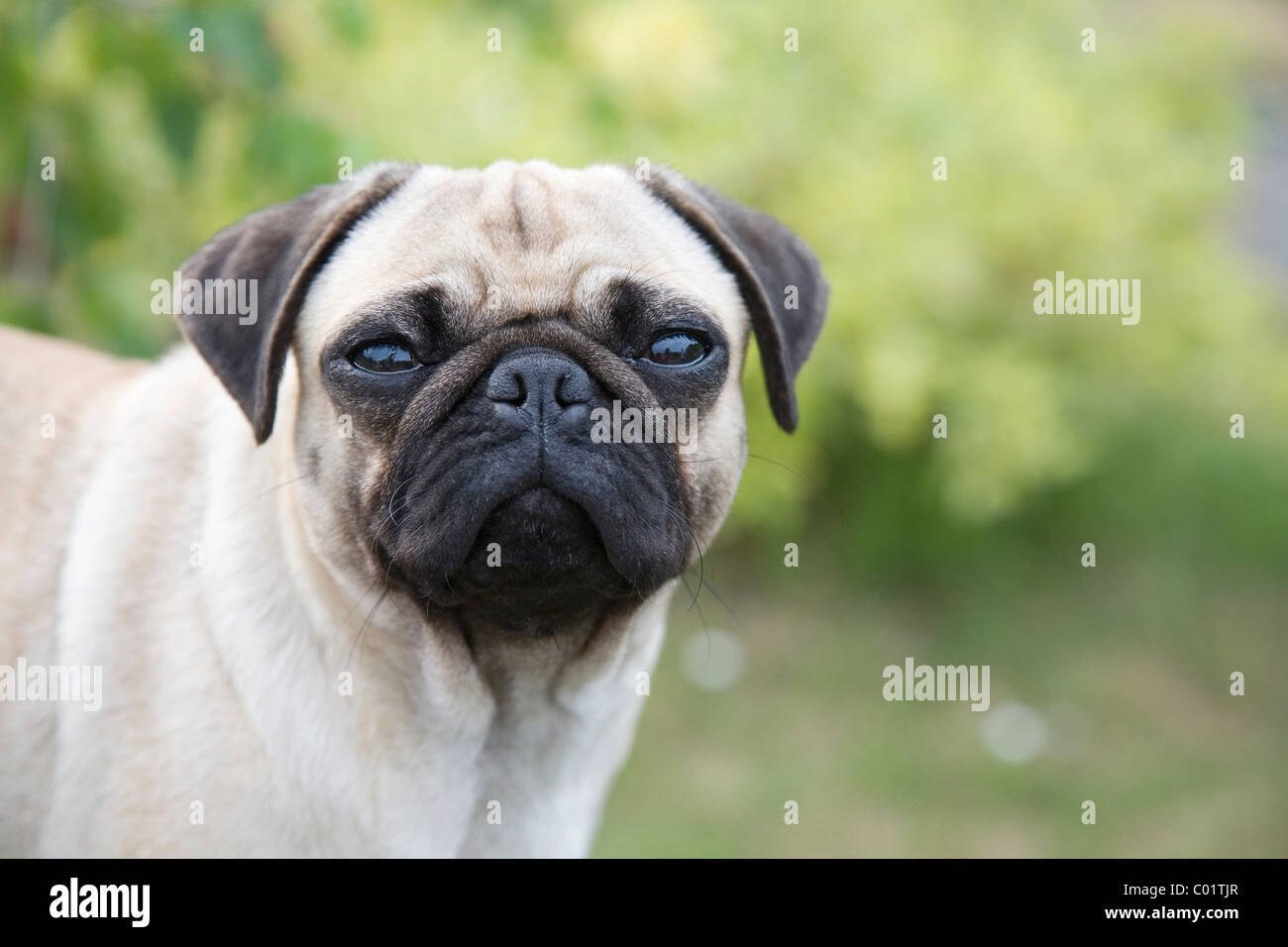 Portrait of a young female pug Stock Photo - Alamy