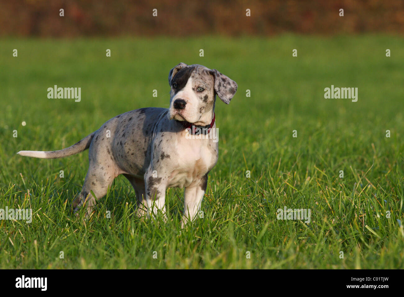 great dane puppy Stock Photo - Alamy