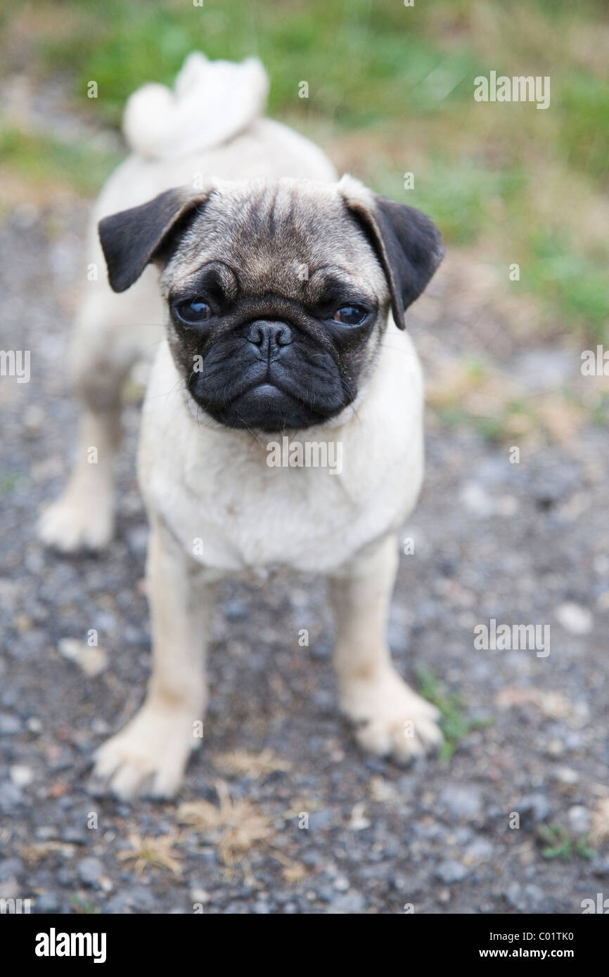 Young female pug Stock Photo - Alamy