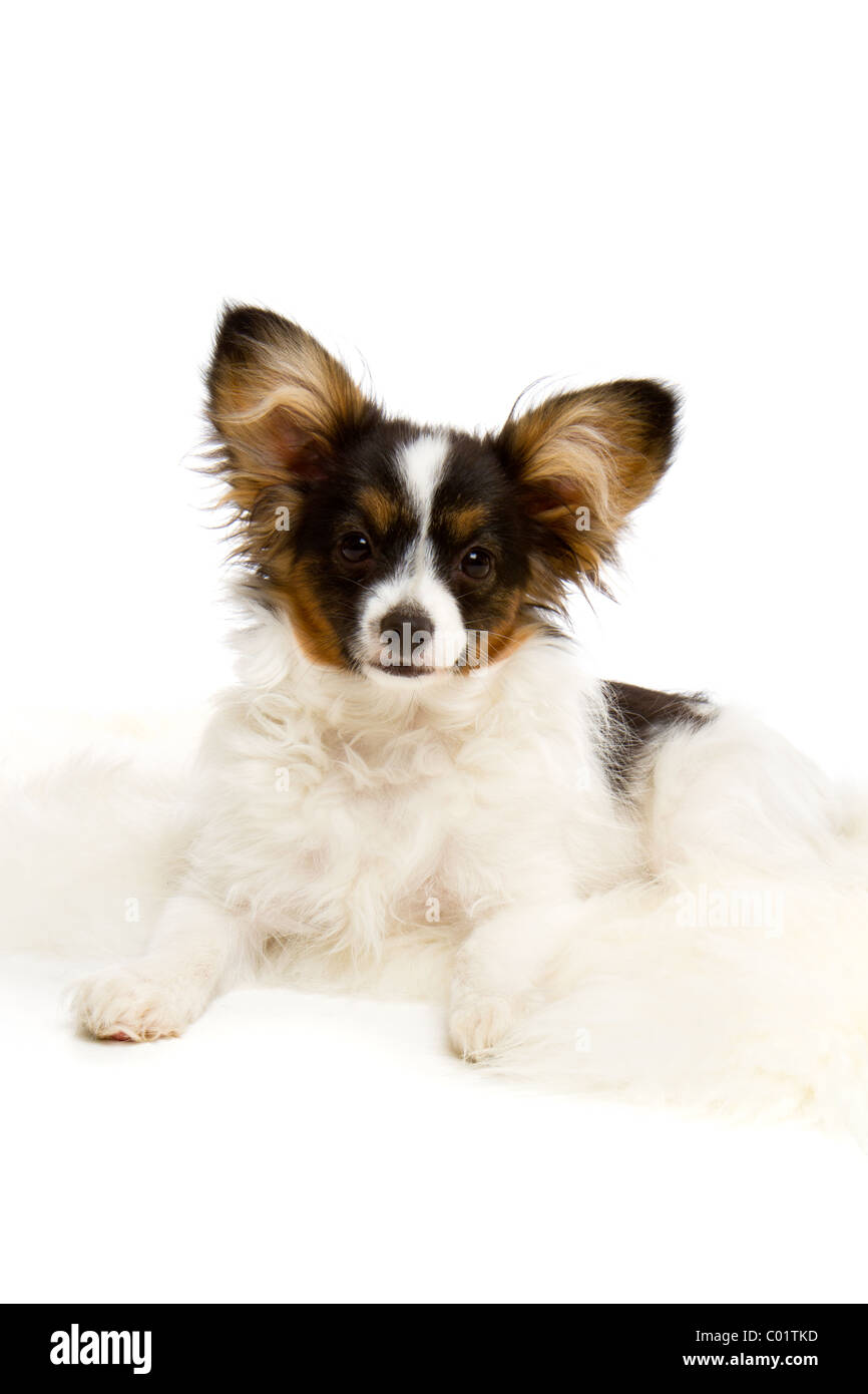 Papillon dog tricks hi-res stock photography and images - Alamy