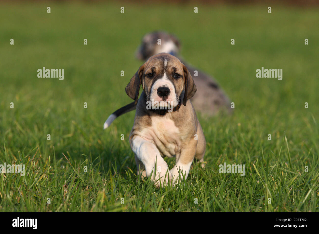 Danes walk dog hi-res stock photography and images - Alamy