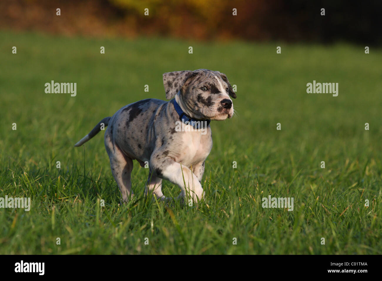 running great dane puppy Stock Photo - Alamy